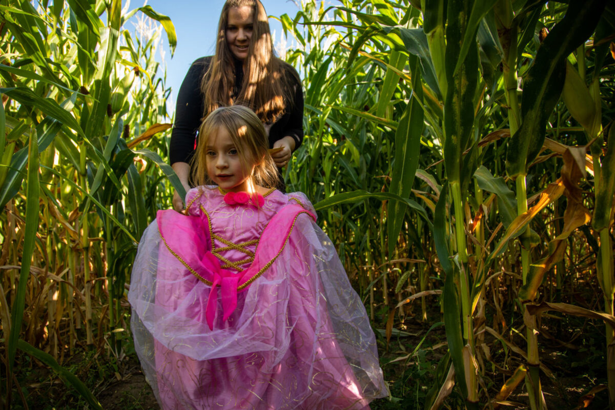 The Corn Maize opens for 5th year of fall fun in West Haven | News ...